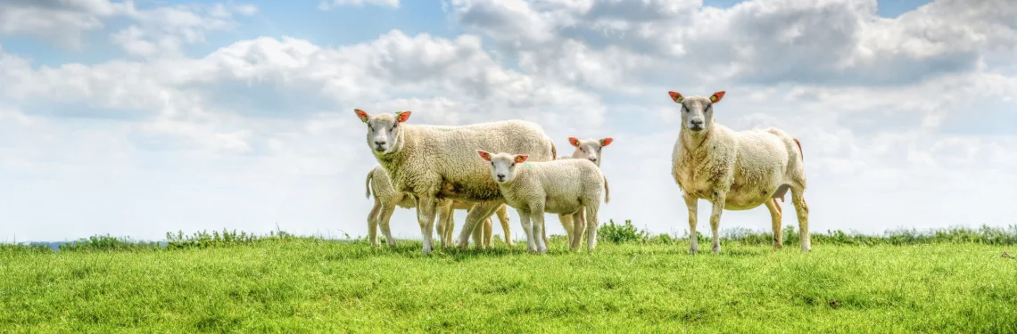 The Price Fright - Hill Farm Finest